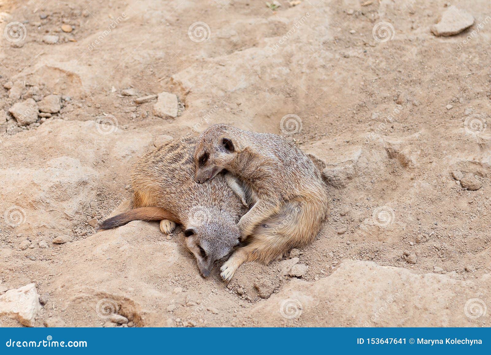 Two Cute Sleeping Meerkats in the Zoo Stock Image - Image of sleep ...