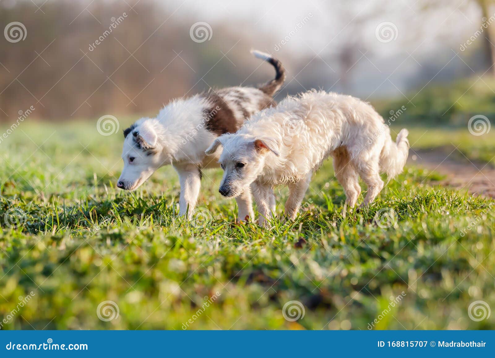 Two Small Dogs Walking on a Meadow Stock Image - Image of walking ...