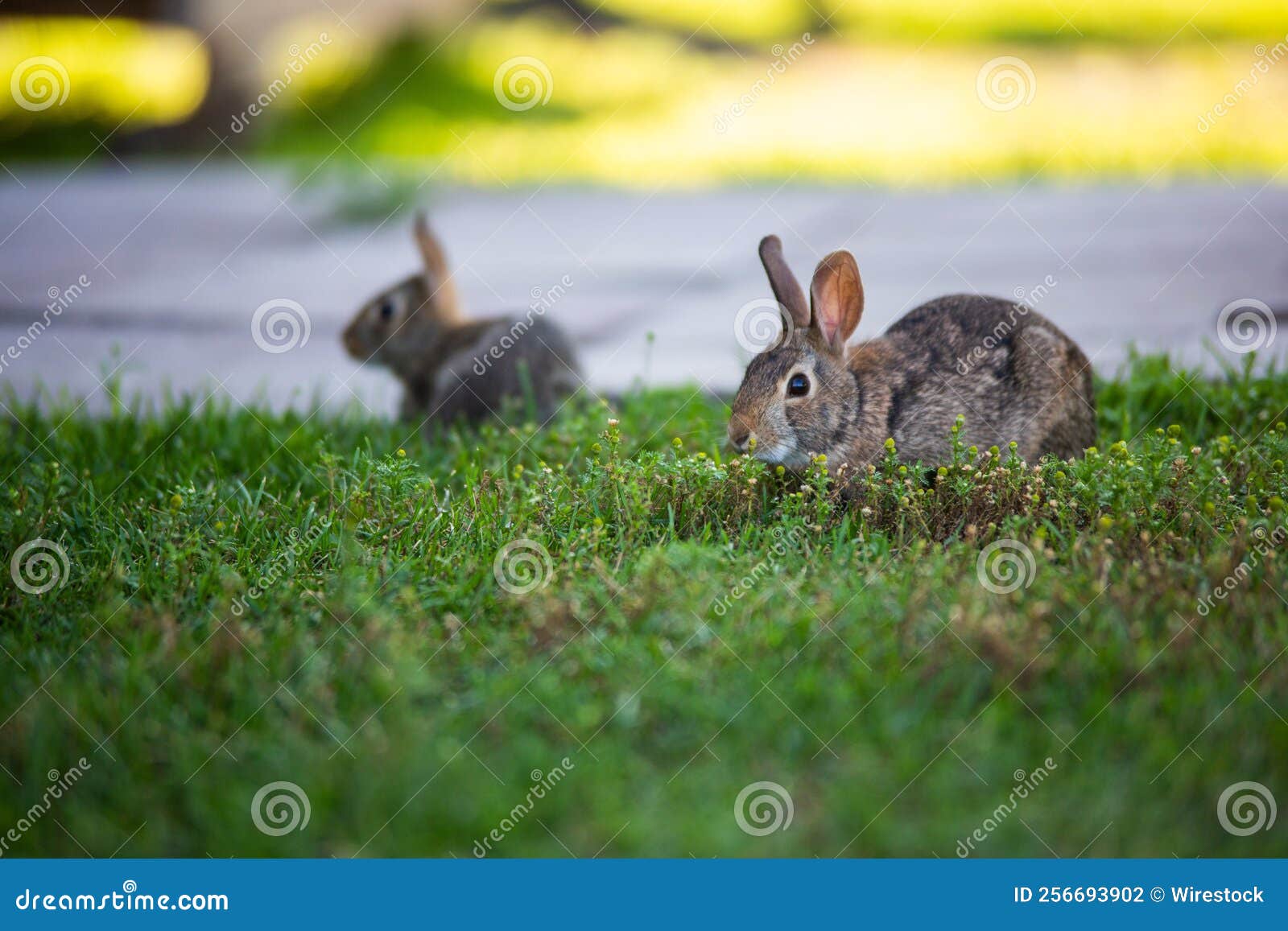 Cute Small Rabbits on a Grass during the Daytime Stock Photo - Image of ...