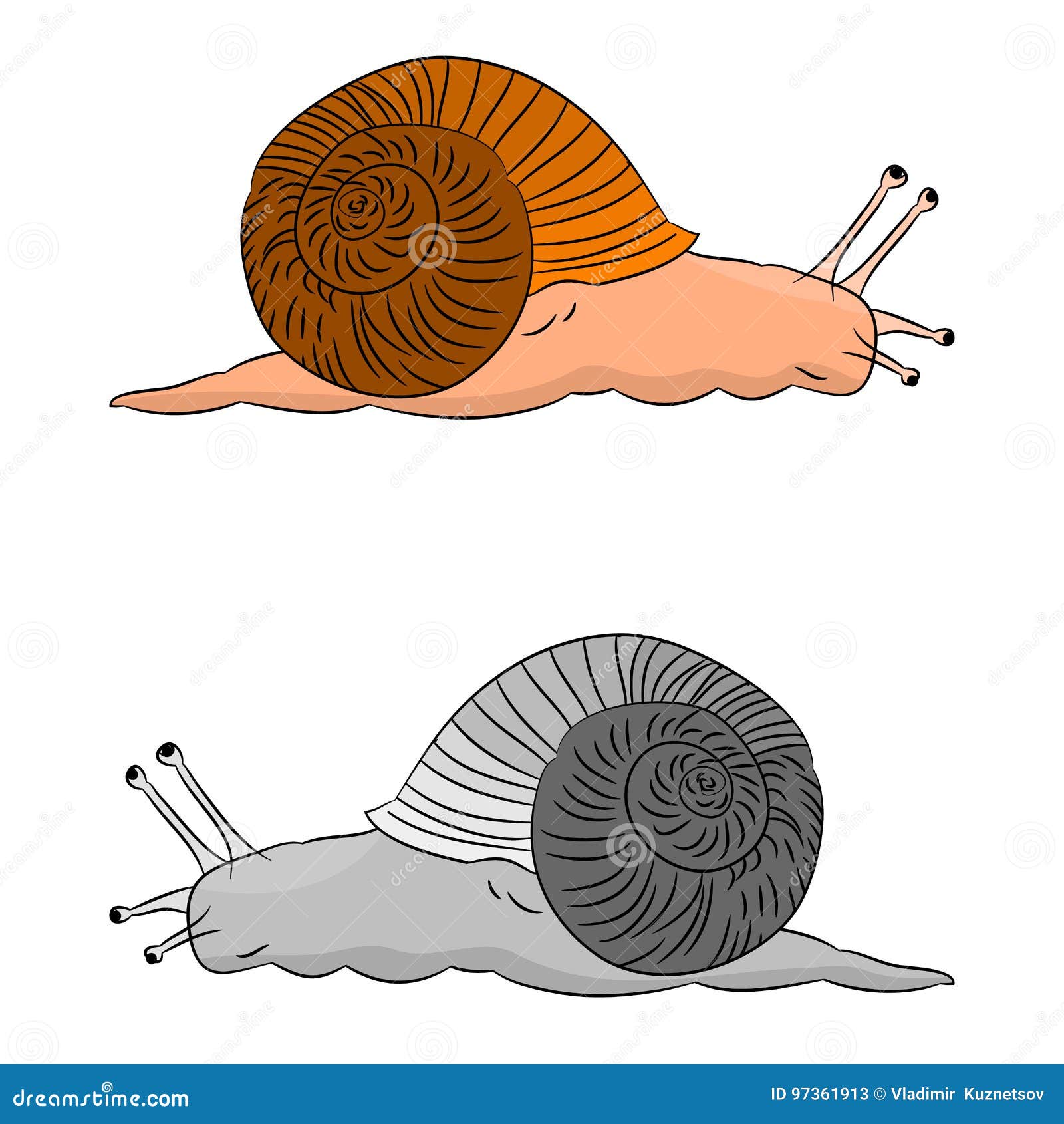 Snails Cartoon Characters. Slow Sea Slug Or Caracoles Vector ...