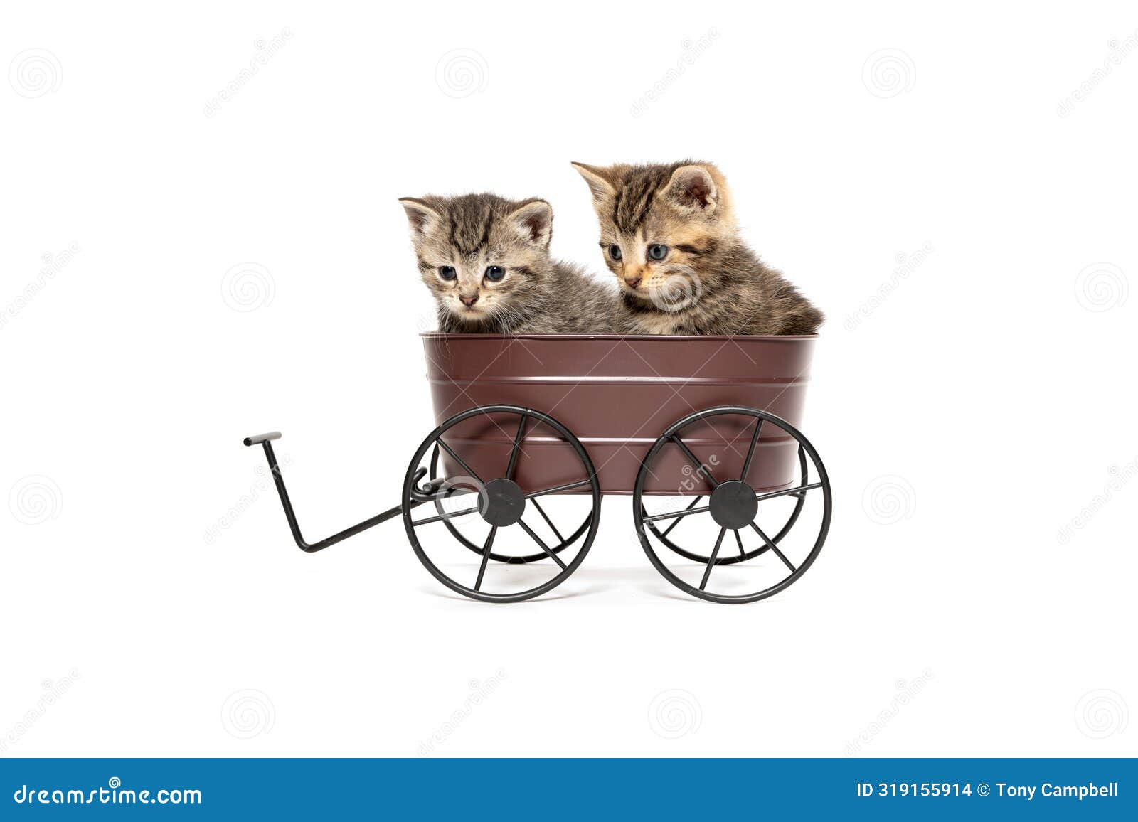 Two Cute Tabby Kittens Sitting in Decorative Wagon Stock Photo - Image ...