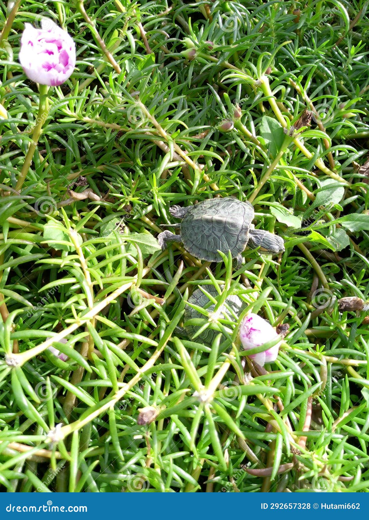 Two Cute Turtles are Sunbathing in the Wild Grass Stock Photo - Image ...