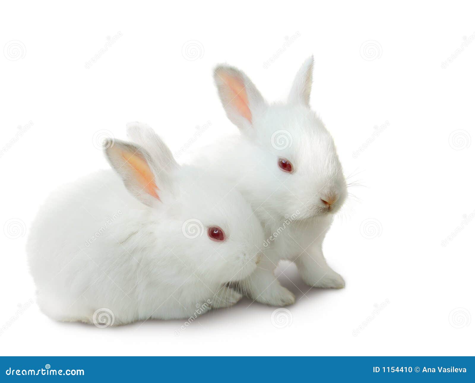 Two Cute White Baby Rabbits Isolated. Stock Photo - Image of soft ...