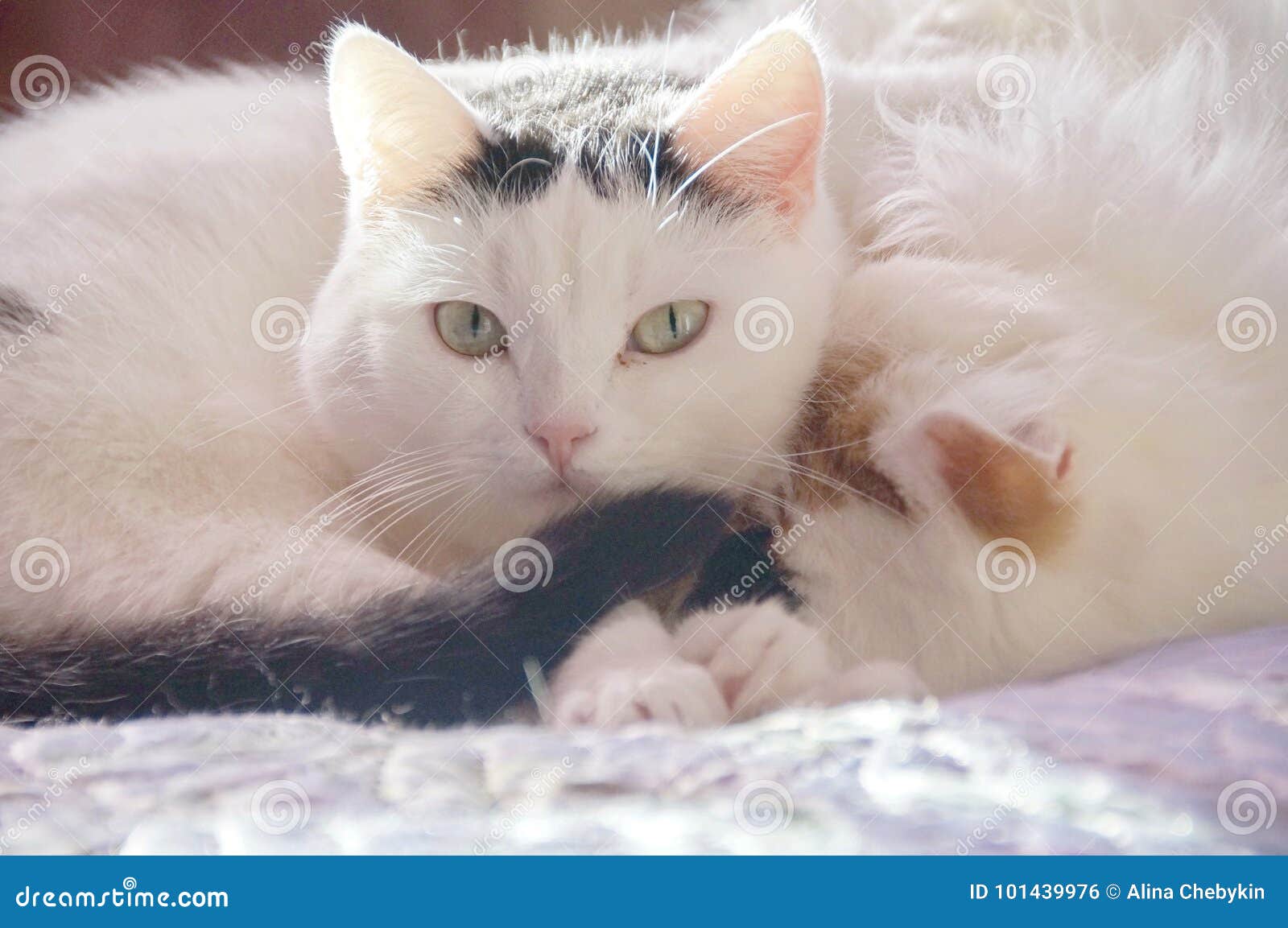 Two cute white cats stock photo. Image of mammal, animal - 101439976