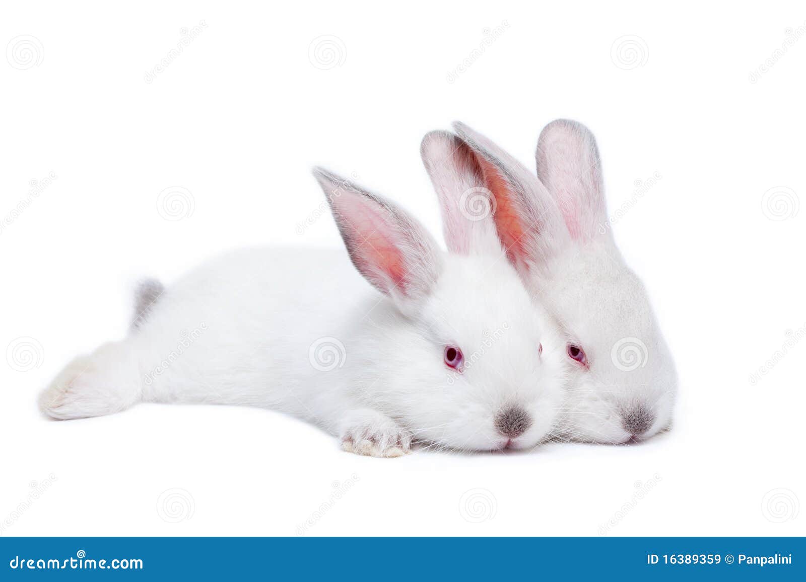 Two Cute White Isolated Baby Rabbits Stock Image - Image of population ...