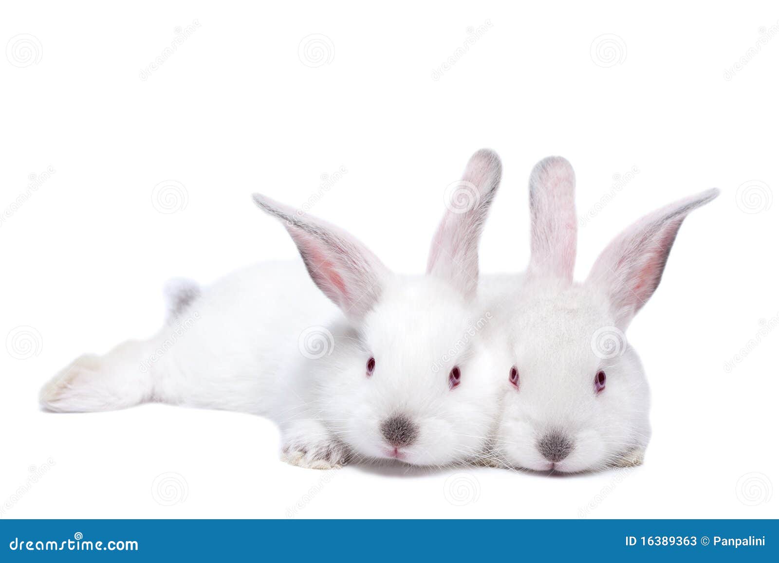 Two Cute White Isolated Baby Rabbits Stock Image - Image of cute ...