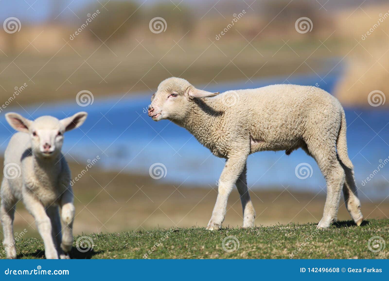Two Cute Lamb Playing on the Pasture Stock Photo - Image of sheep ...