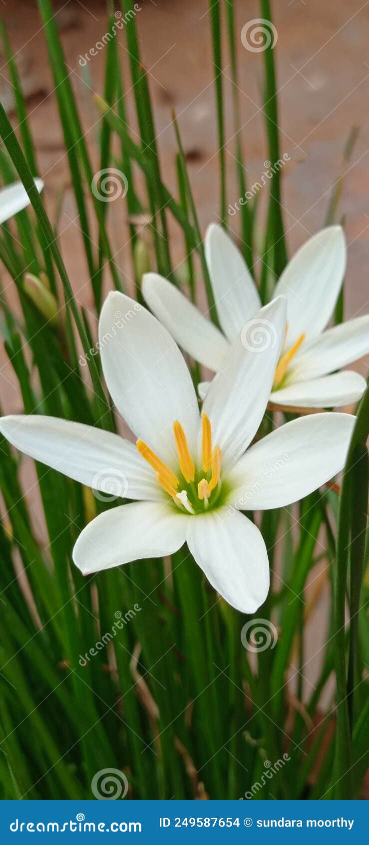 Two Cute White Lilly Plant with Pot Stock Photo - Image of white, lilly ...