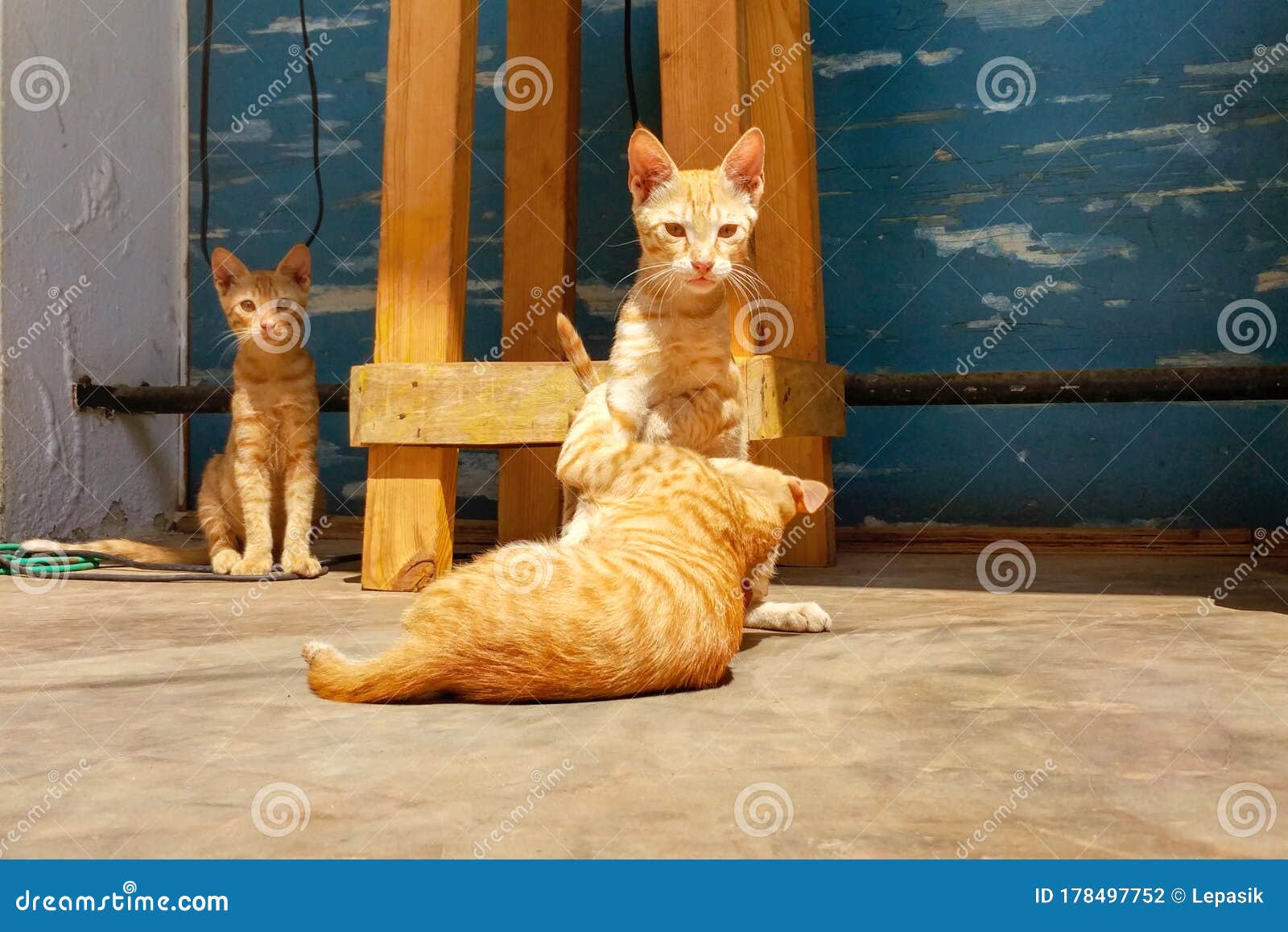 Two Cute Yellow Tabby Kittens are Playing with Each Other, and the ...