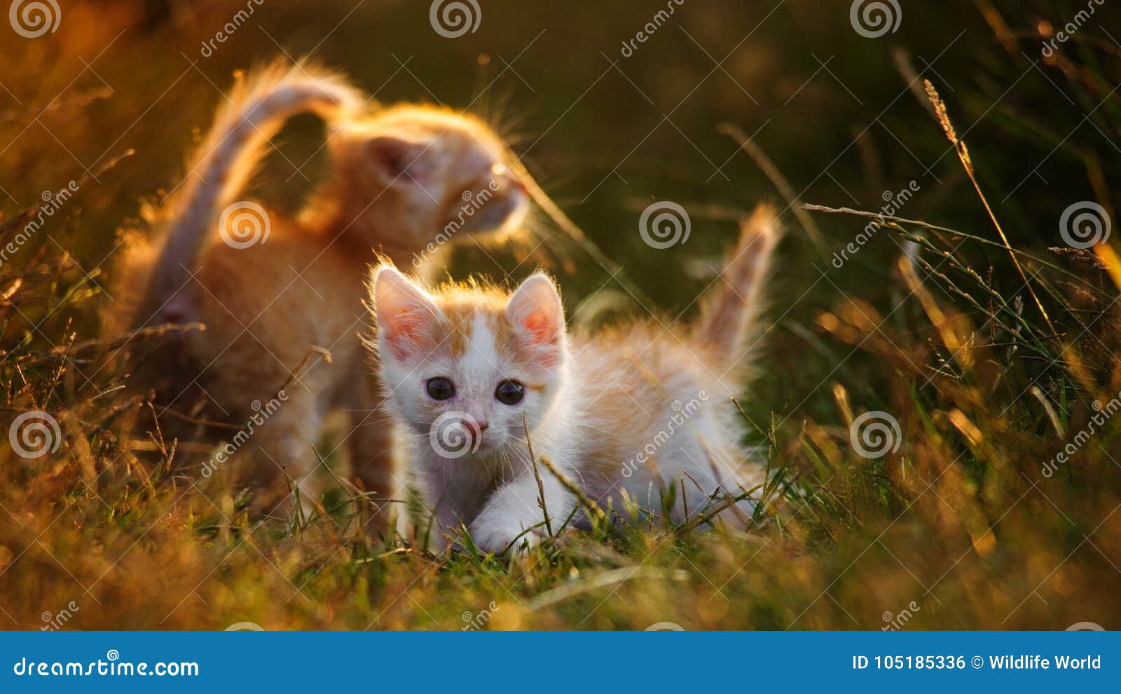 Two Cute Young Baby Red Kitten on a Beautiful Light Stock Photo - Image ... Two Cute Young Baby Red Kitten on a Beautiful Light Stock Photo - Image ...