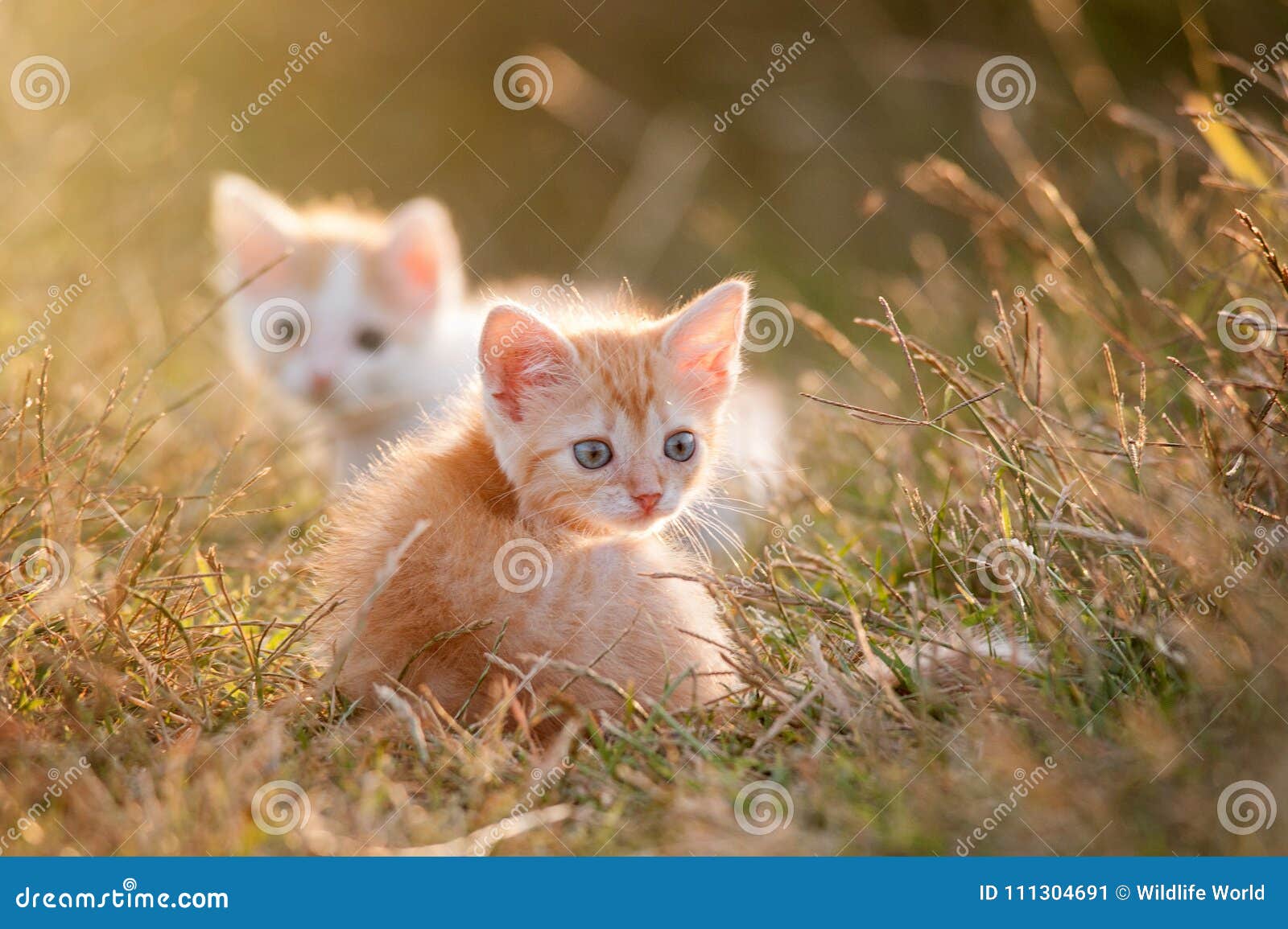 Two Cute Young Baby Red Kitten on a Beautiful Light Stock Image - Image ...