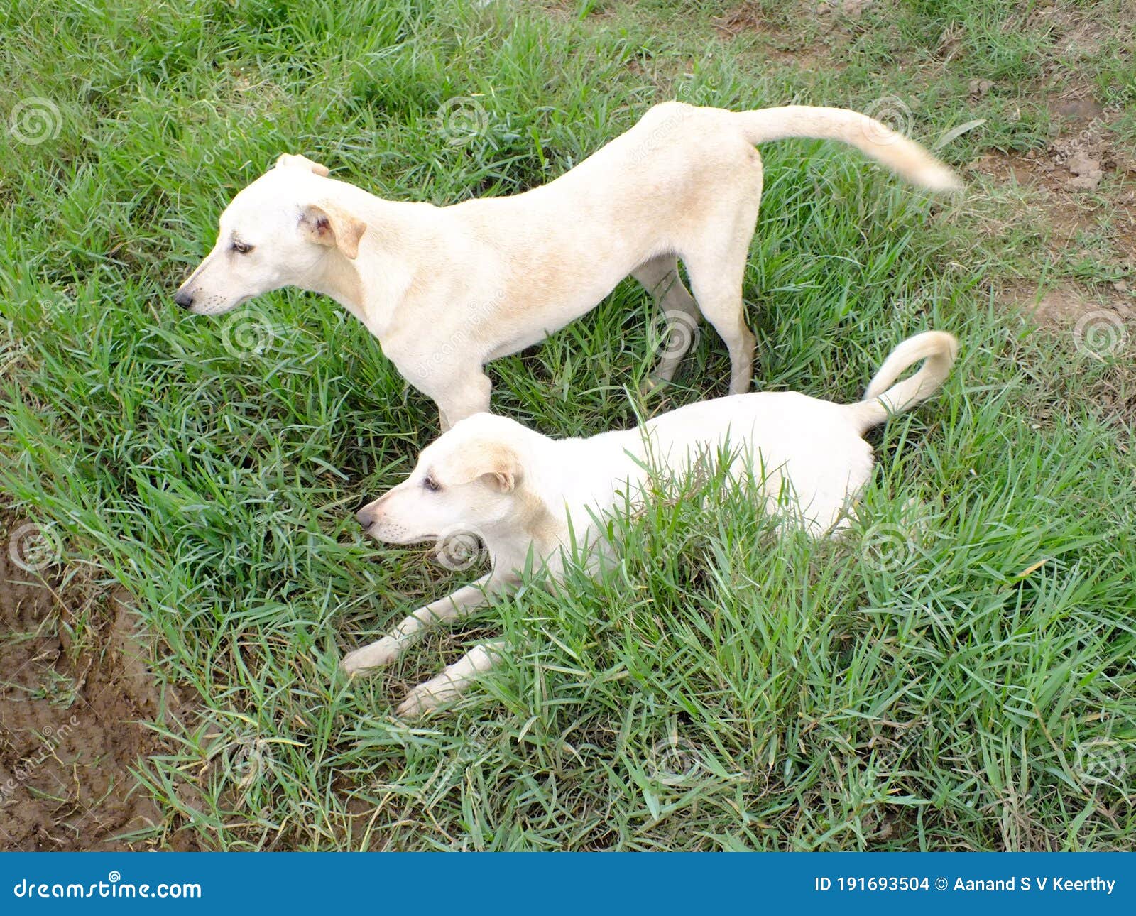 Two cute puppies outdoor stock photo. Image of cute - 191693504