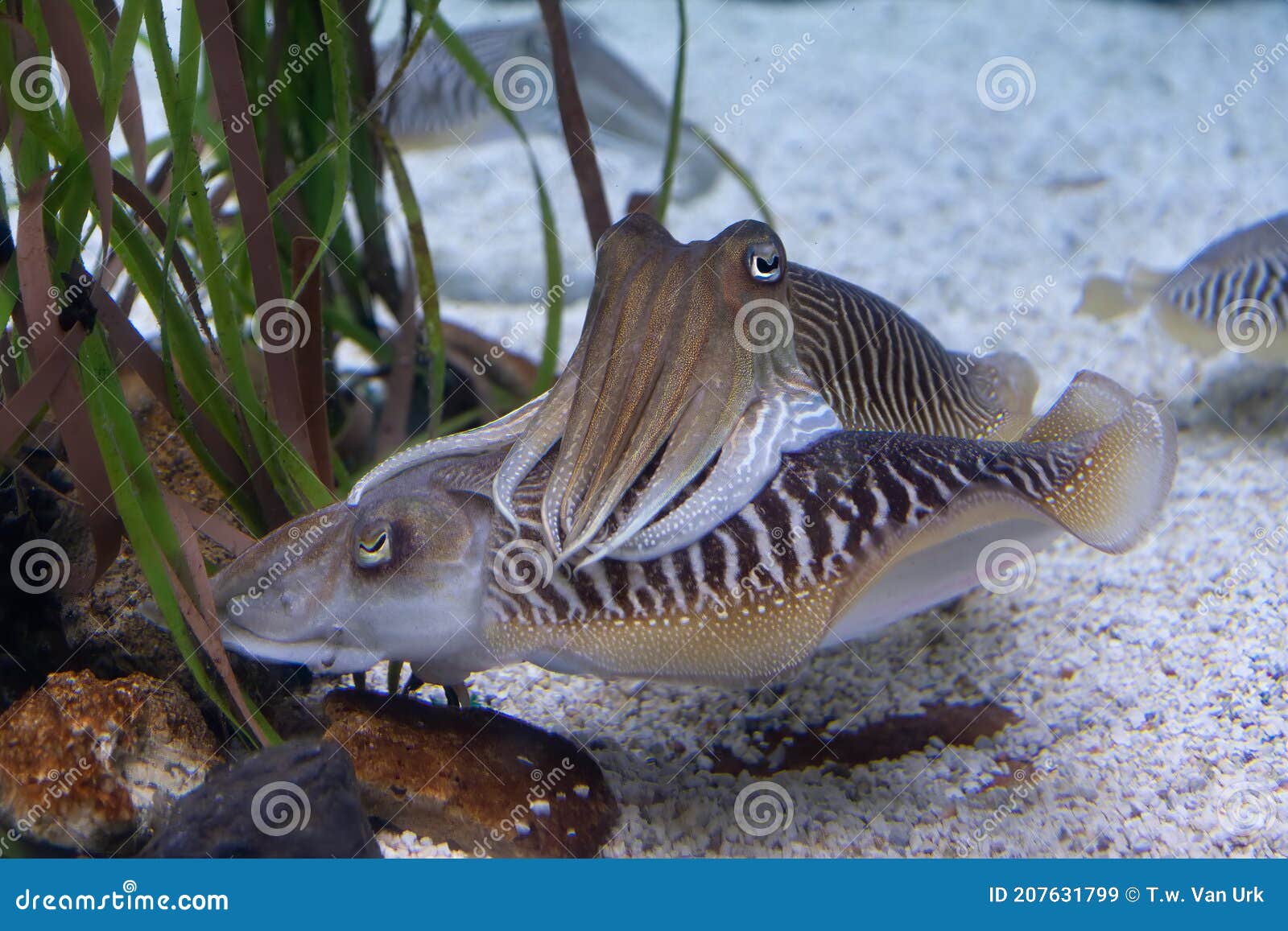 Two Cuttlefishes in Aquarium with White Sand Stock Image - Image of ...