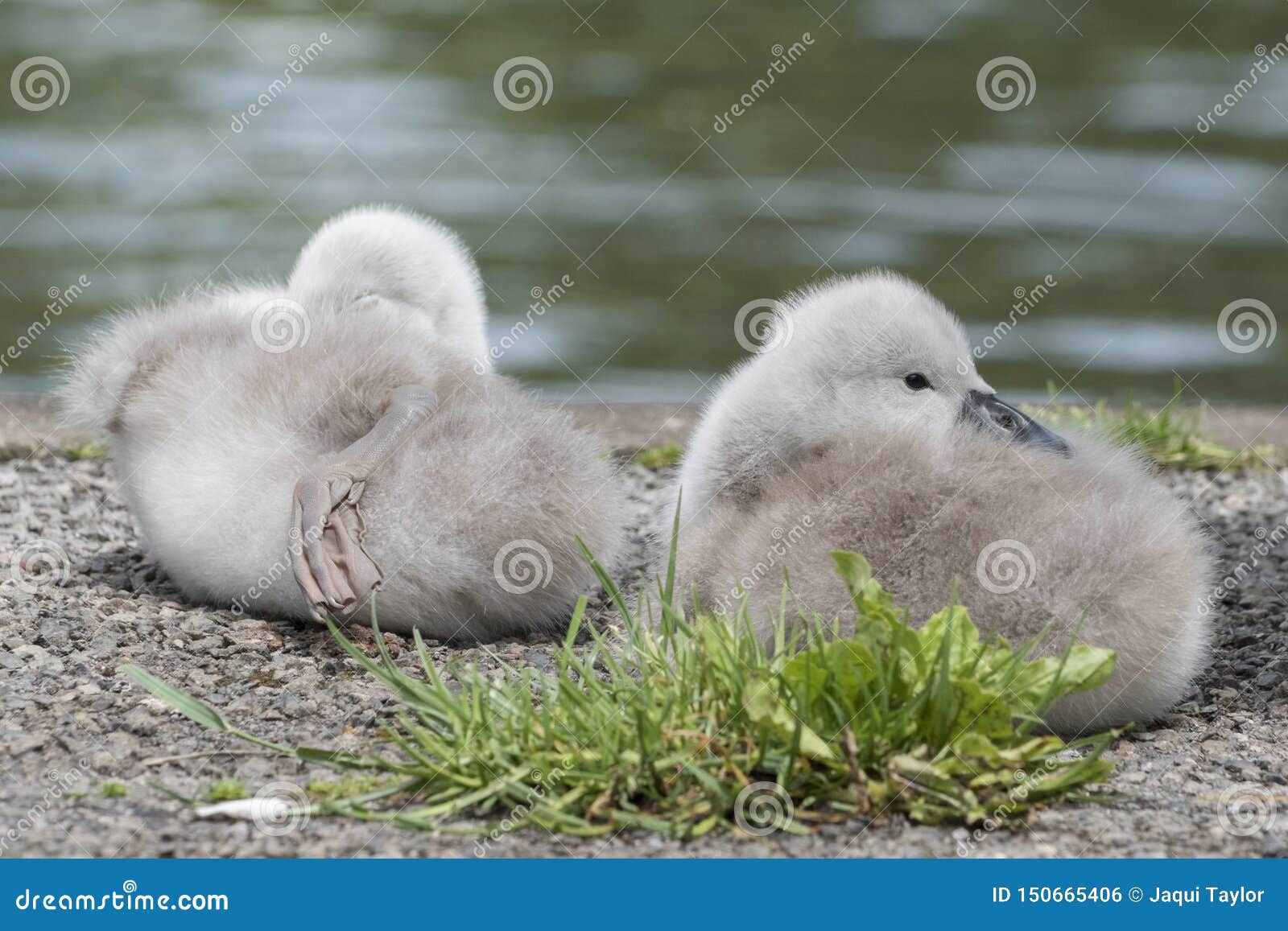 Two Cygnets on Southampton Common Stock Photo - Image of common, small ...