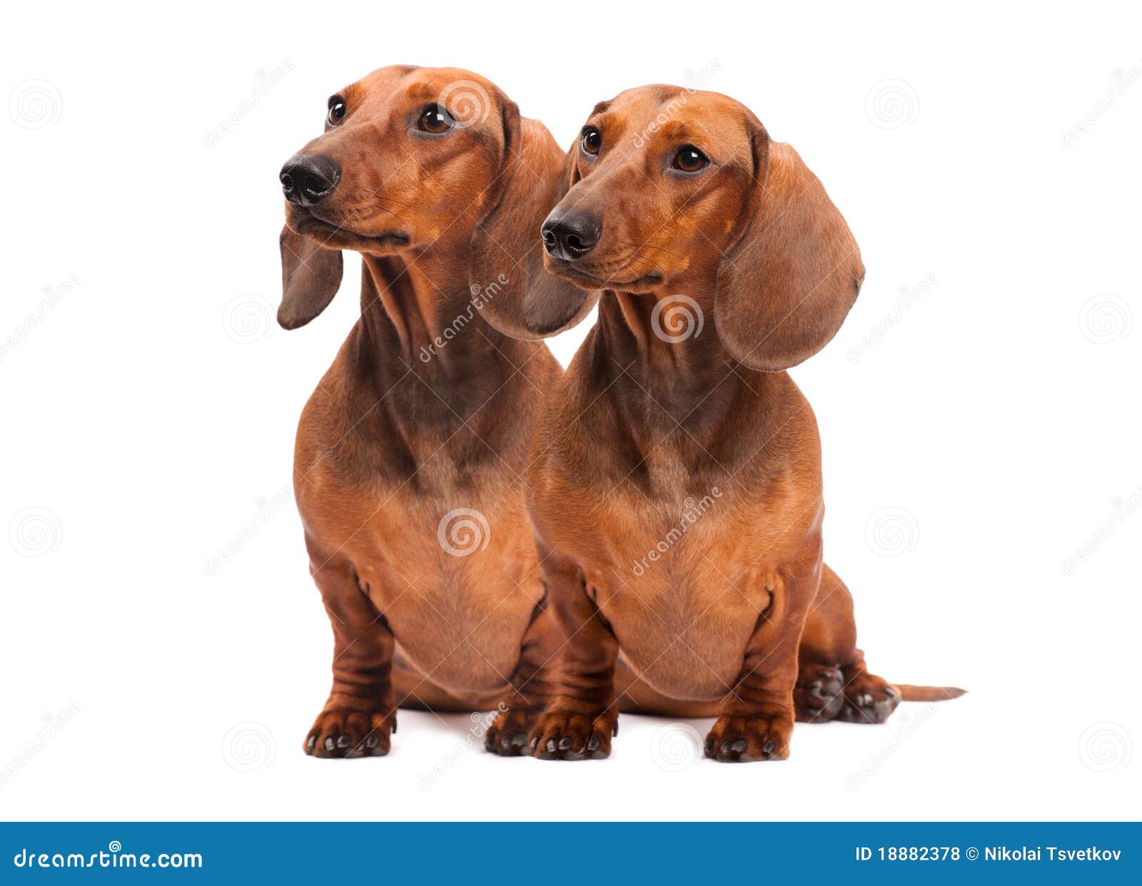 Are Dachshunds Better In Twos