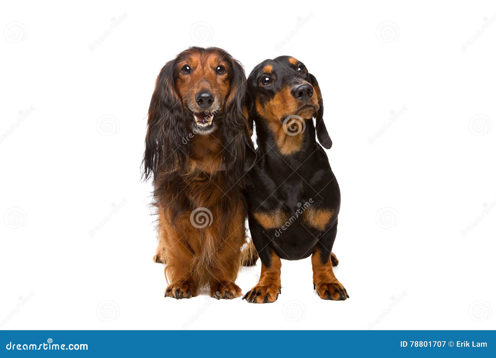 Two dachshund dogs stock image. Image of togetherness - 78801707