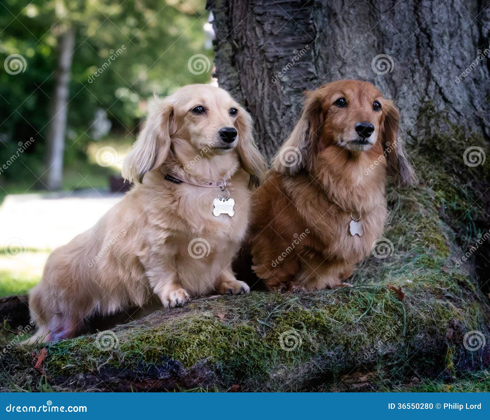 Two dachshund dogs stock photo. Image of looking, greenery - 36550280
