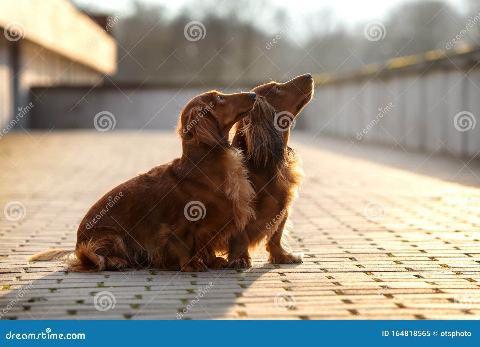 Two Dachshund Dogs Posing Outdoors in Sunglight Stock Image - Image of ...