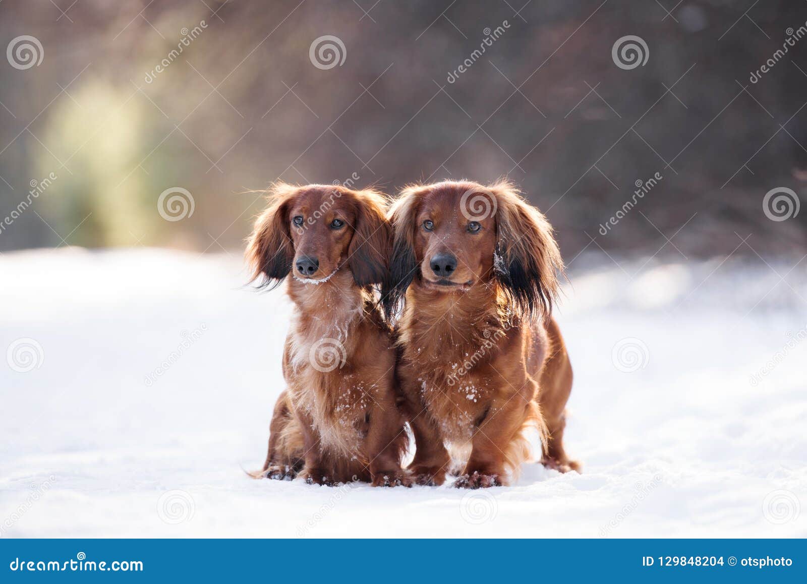 Two Dachshund Dogs Posing Outdoors in Winter Stock Photo - Image of ...