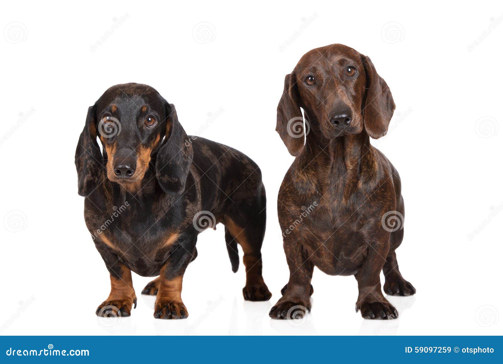 Two Dachshund Dogs Together on White Stock Image - Image of purebred ...