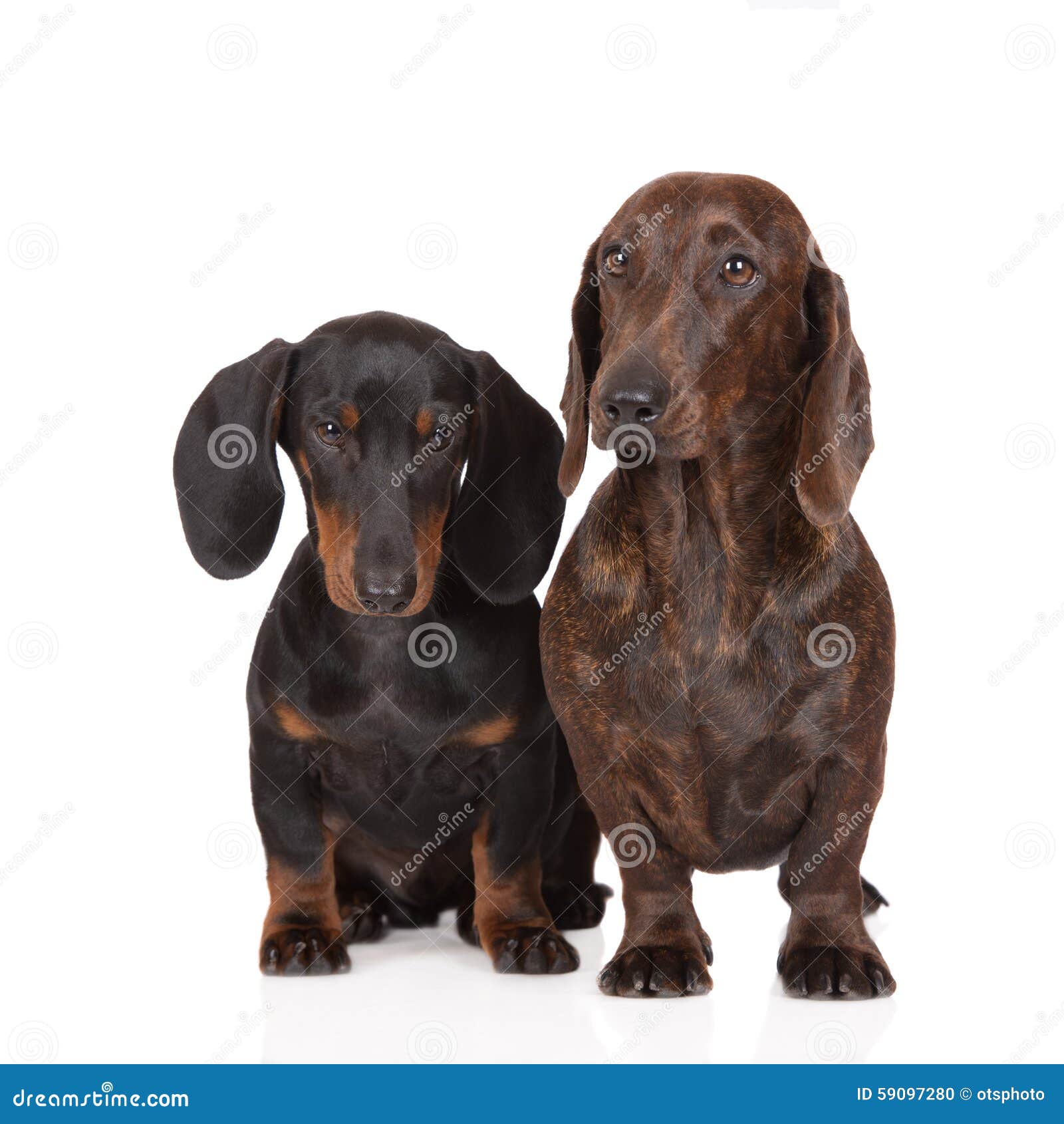 Two Dachshund Dogs Together on White Stock Photo - Image of long, hound ...
