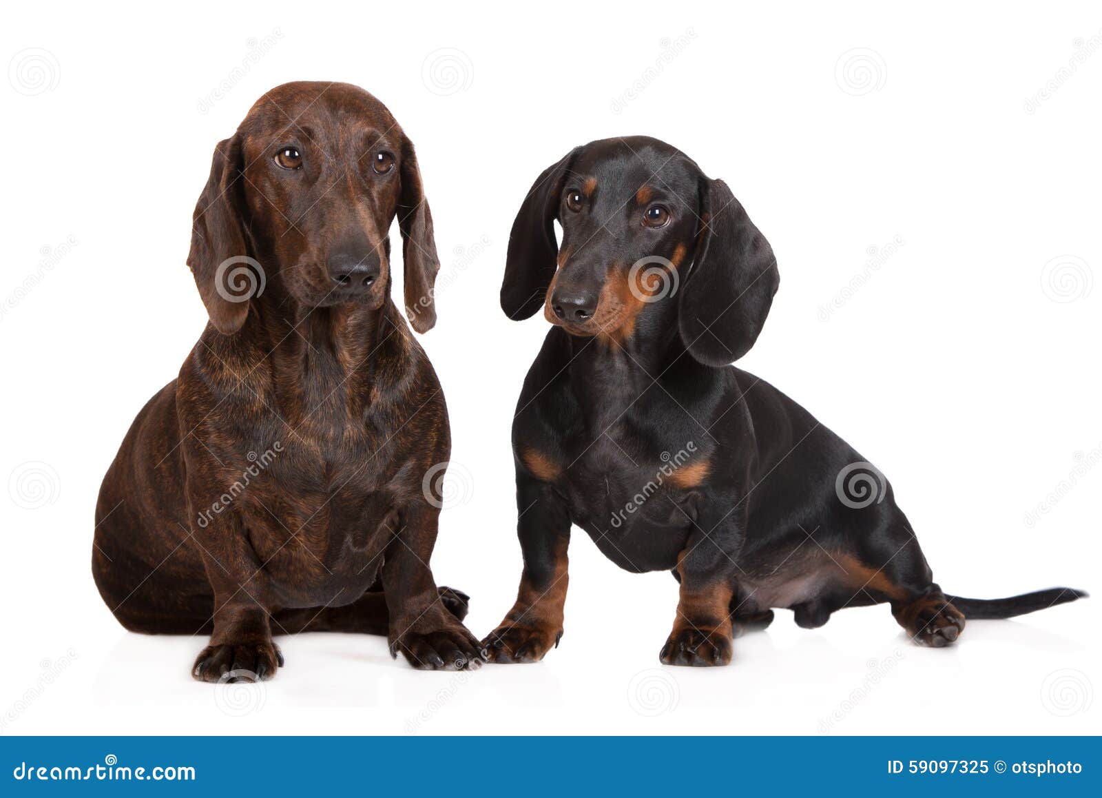 Two Dachshund Dogs Together on White Stock Image - Image of long ...