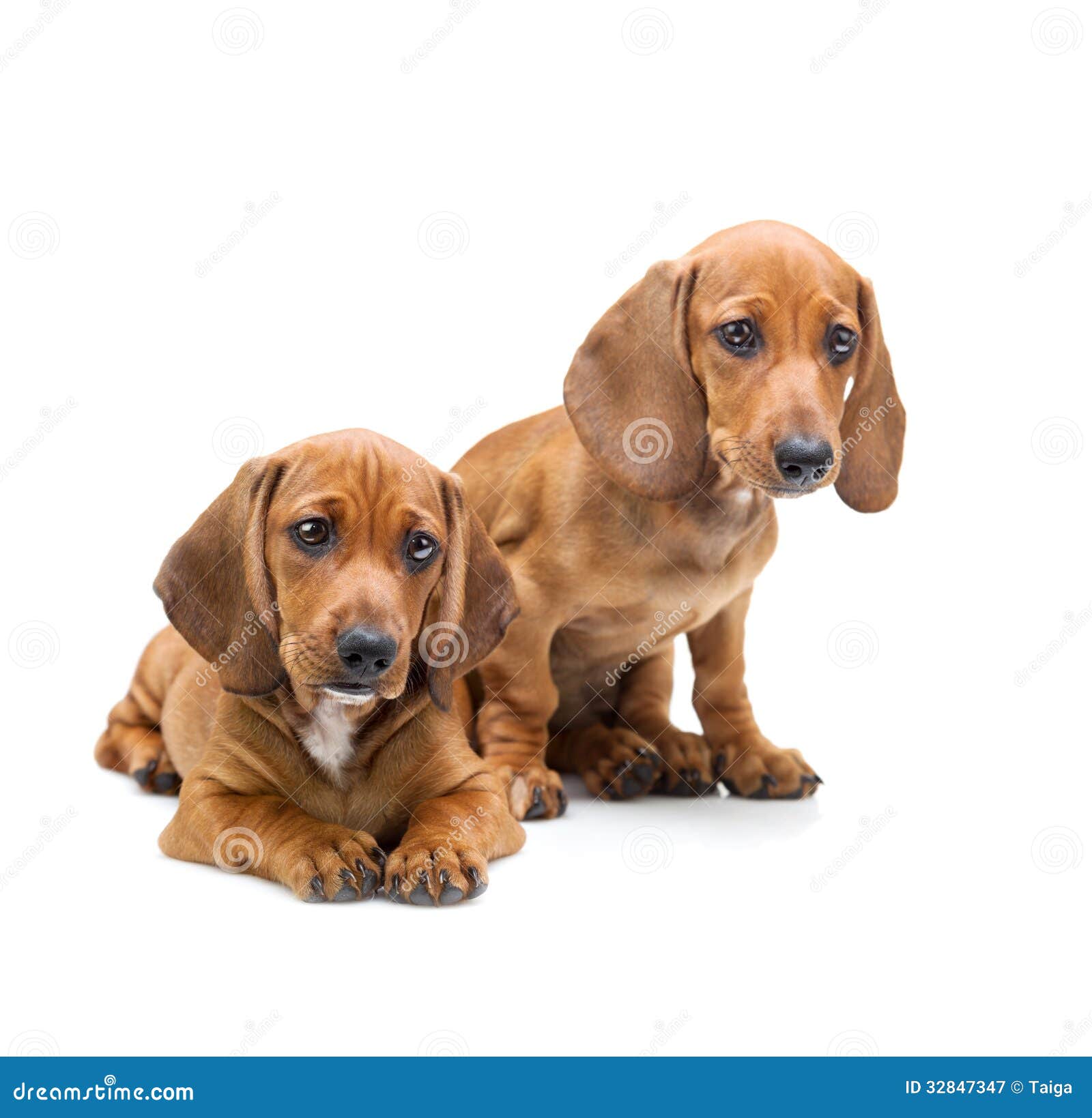Two Dachshund Puppies / Isolated Stock Image - Image of playful ...
