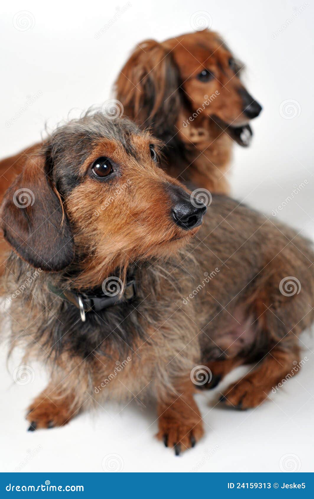 Two dachshunds stock image. Image of brown, portrayed - 24159313