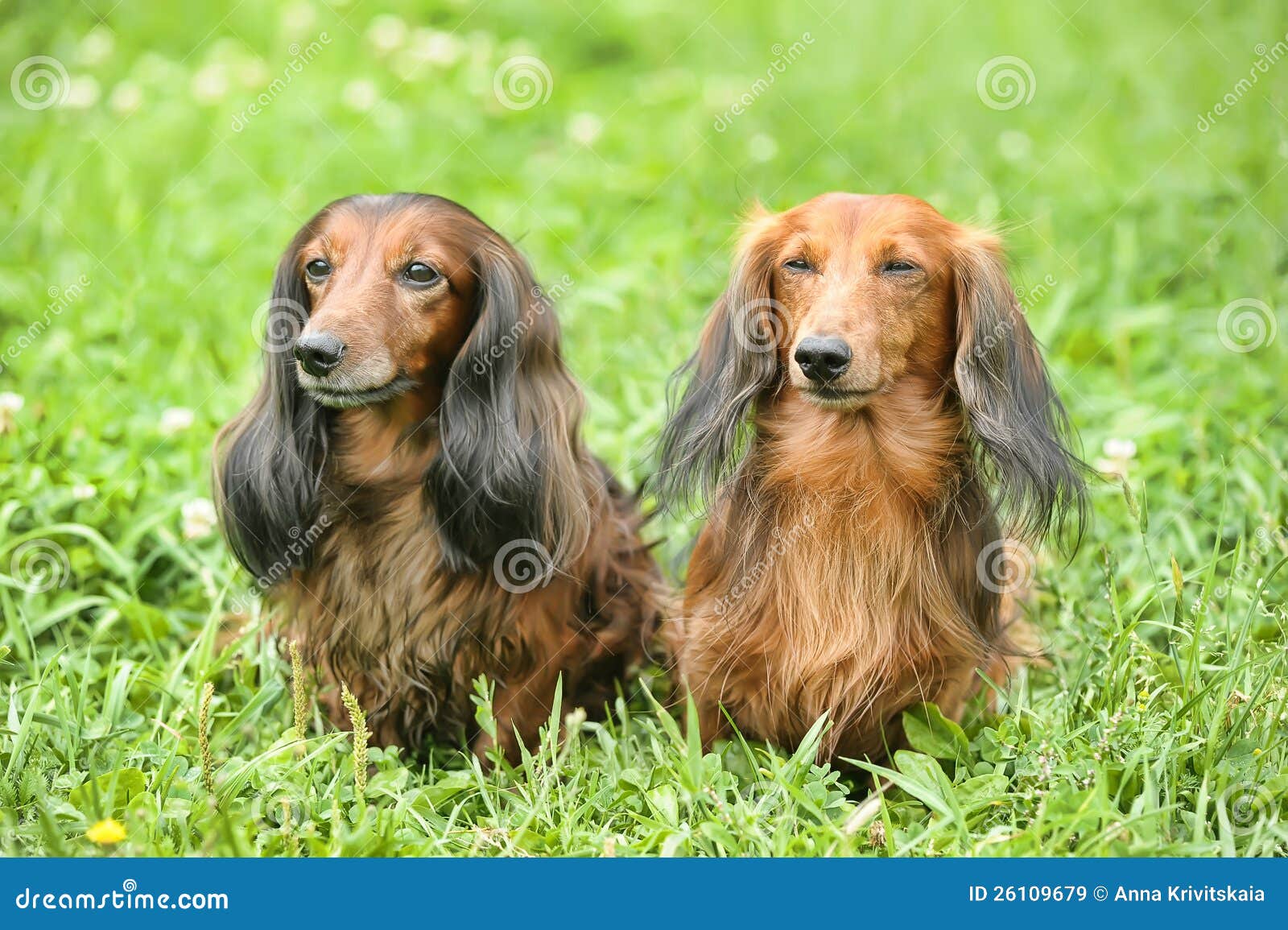 Two dachshunds stock image. Image of canine, small, adult - 26109679