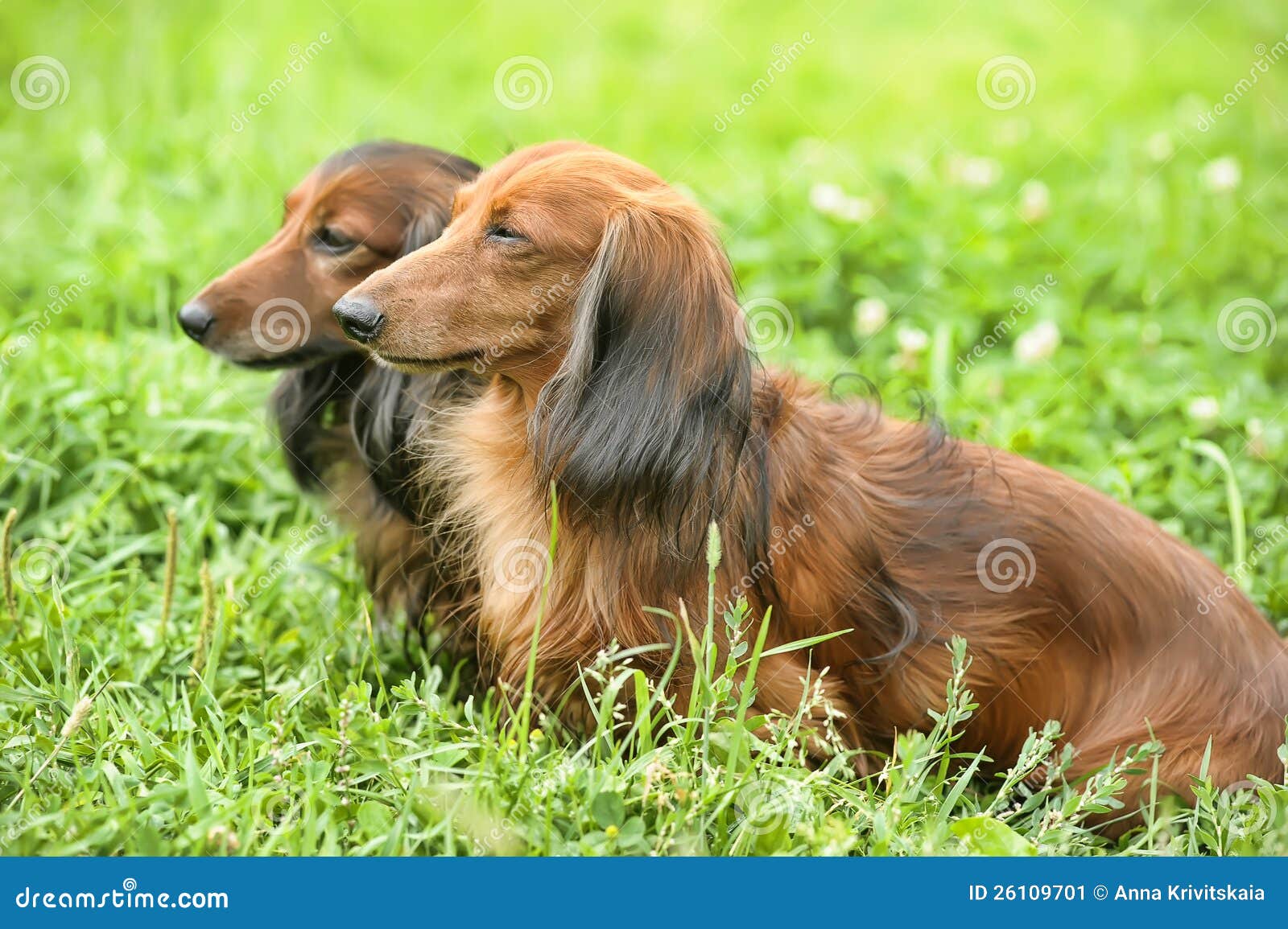 Two dachshunds stock image. Image of adult, friend, domestic - 26109701