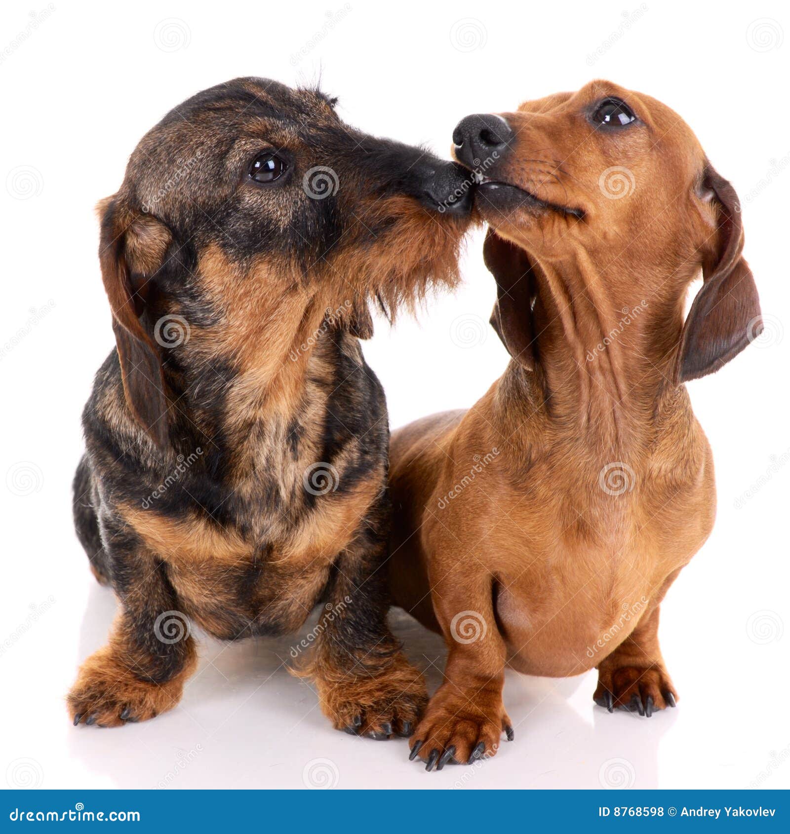Two dachshunds stock photo. Image of studio, animal, doggy - 8768598