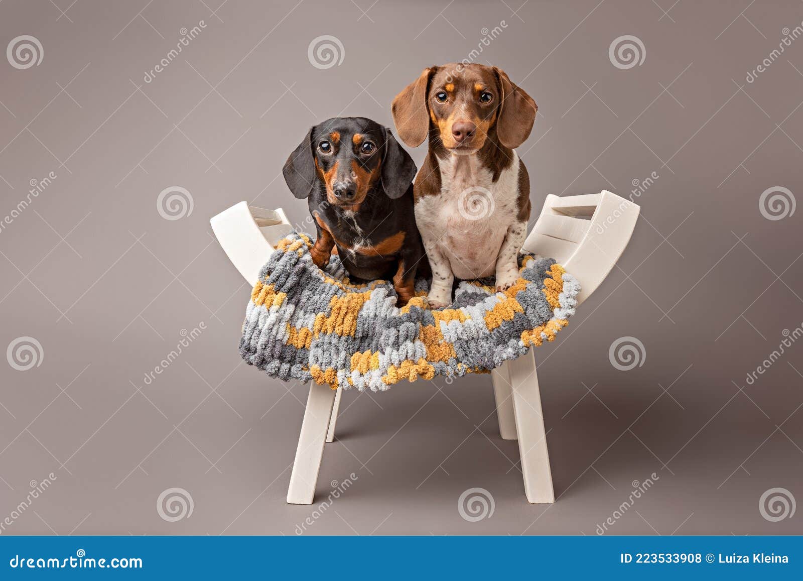 Studio Portrait of Two Dachshunds Stock Photo - Image of blanket ...