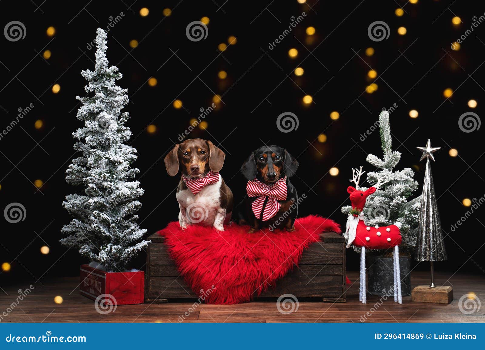 Two Dachshunds with Christmas Trees Stock Image - Image of piebald ...