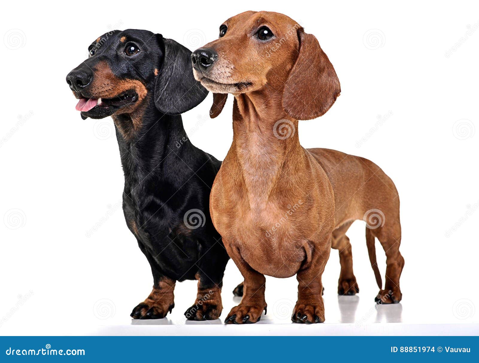 Two Dachshunds Staying in the White Studio Floor Stock Photo - Image of ...