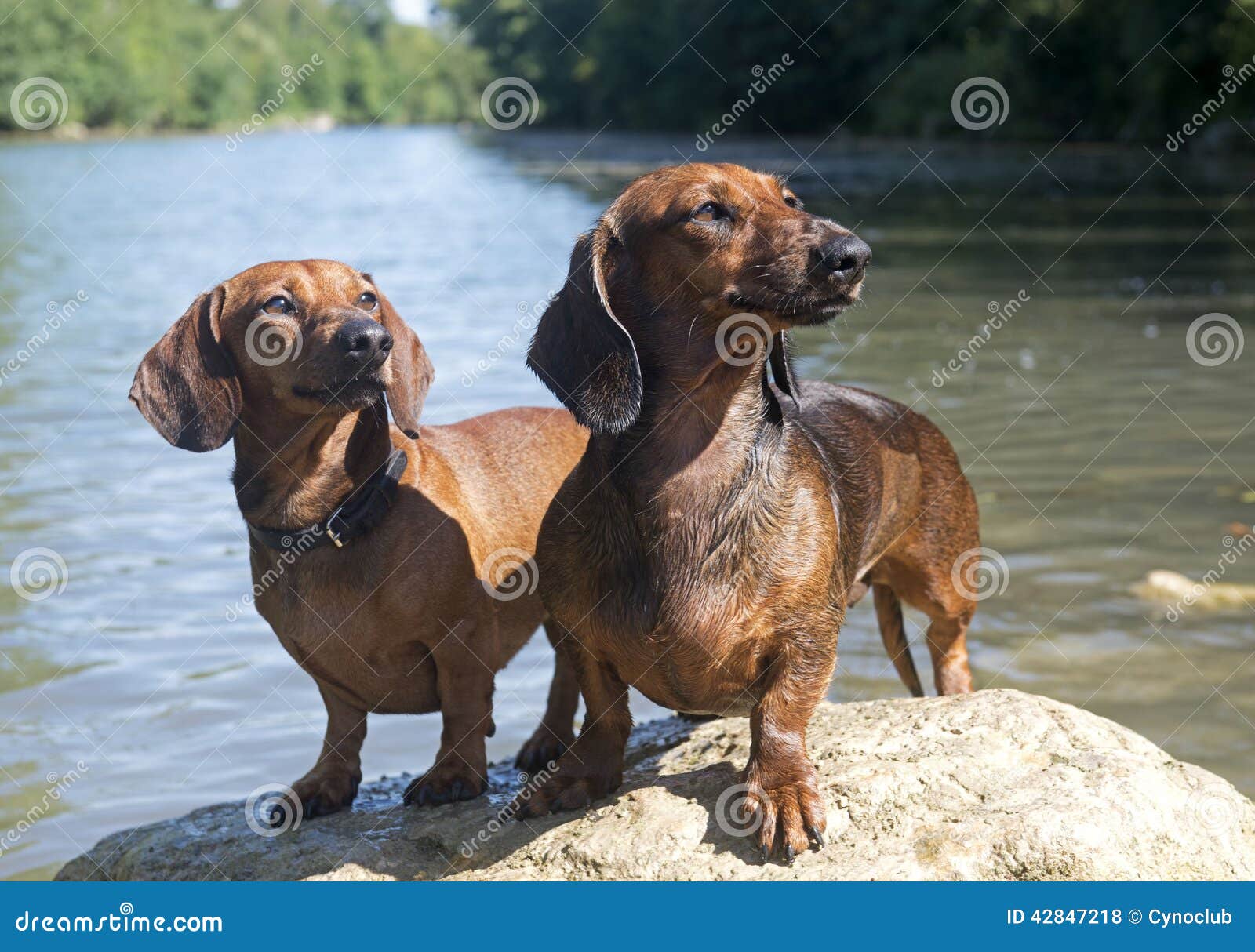 Two dachshunds stock photo. Image of nature, dachshund - 42847218