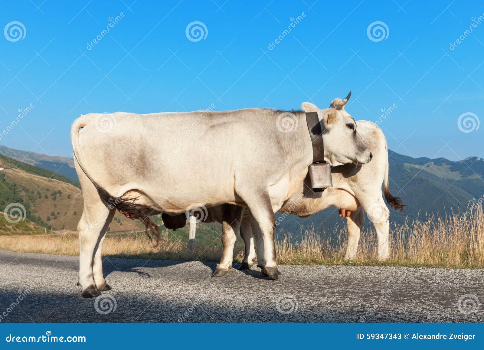 Two dairy cows stock image. Image of farming, muzzle - 59347343