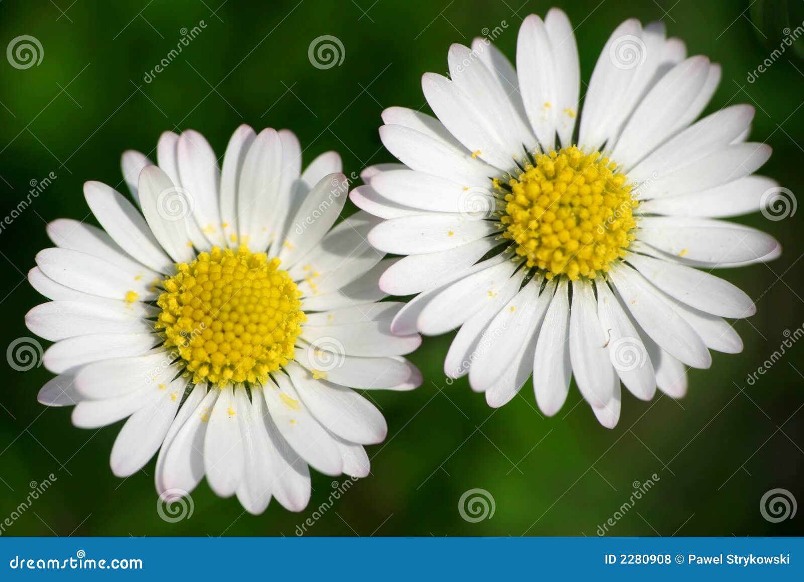 Two daises stock photo. Image of smell, daisy, petals - 2280908