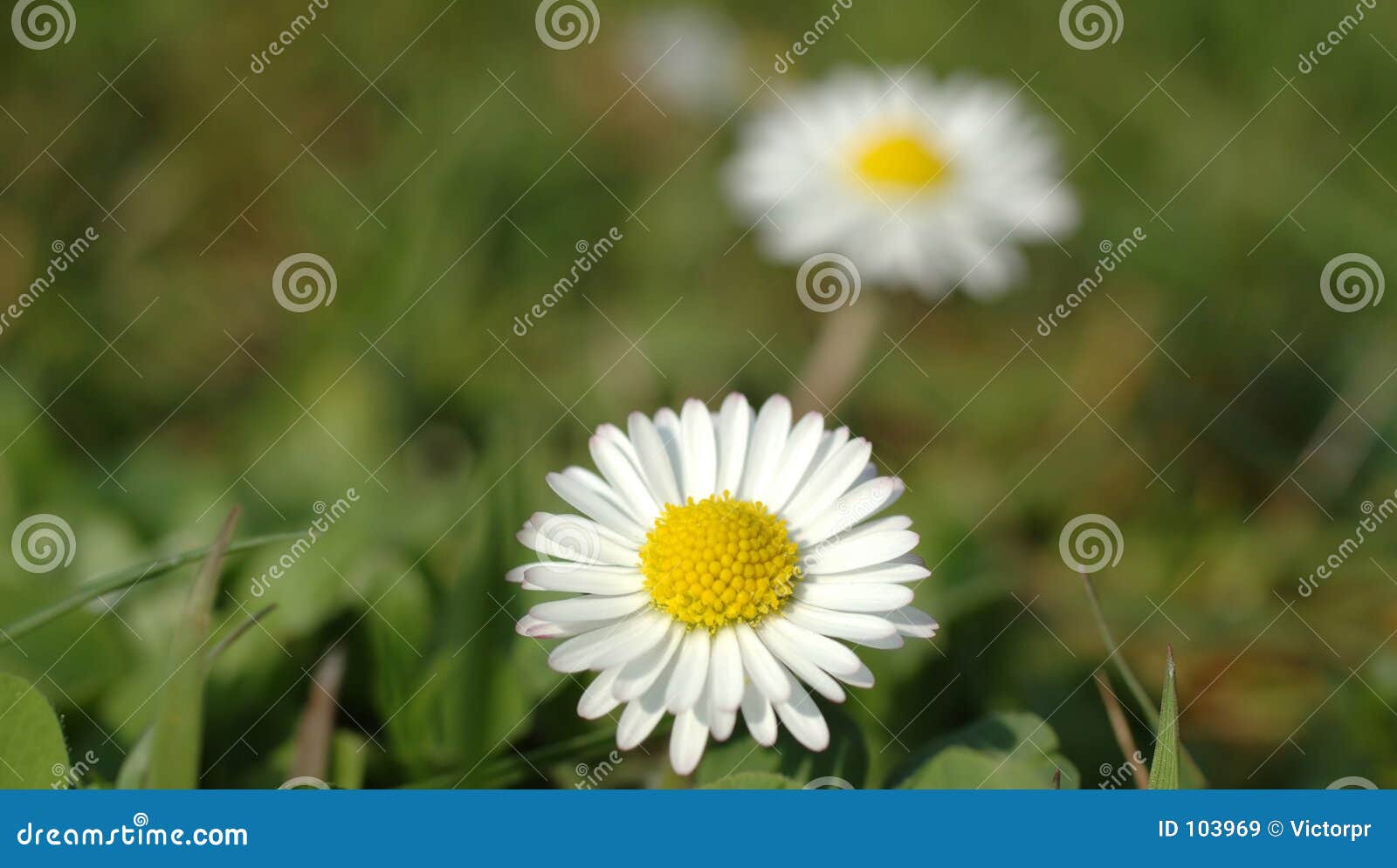 Two daisies stock image. Image of white, spring, daisy - 103969