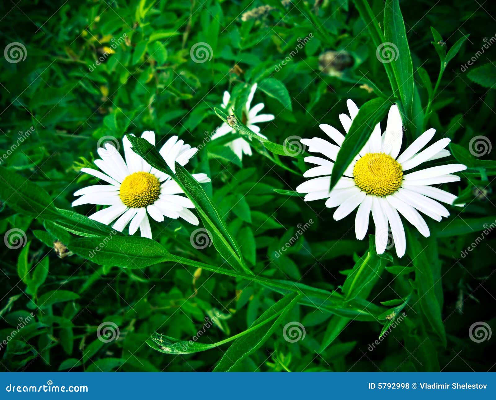 Two daisies stock photo. Image of meadow, nature, field - 5792998