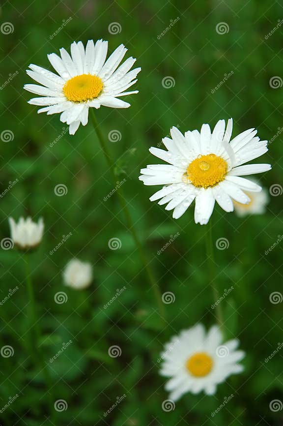 Two daisies stock image. Image of grass, flowers, daisy - 884217