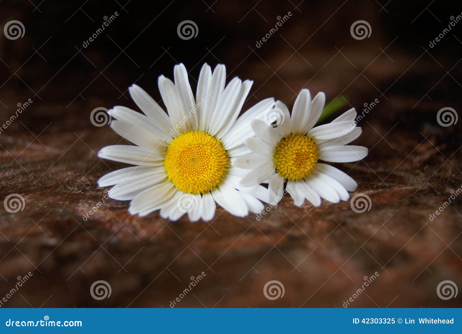 Two Daisies with Brown Background Stock Image - Image of petal, floral ...