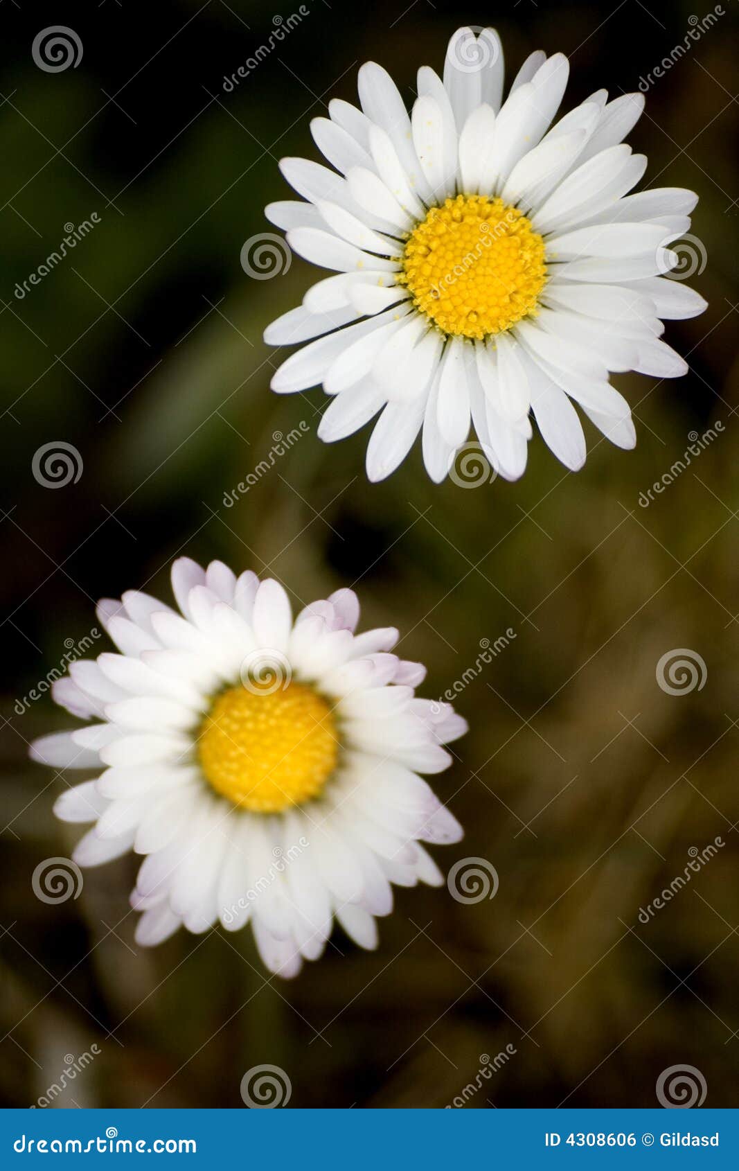 Two daisies flowers stock photo. Image of nature, bloom - 4308606