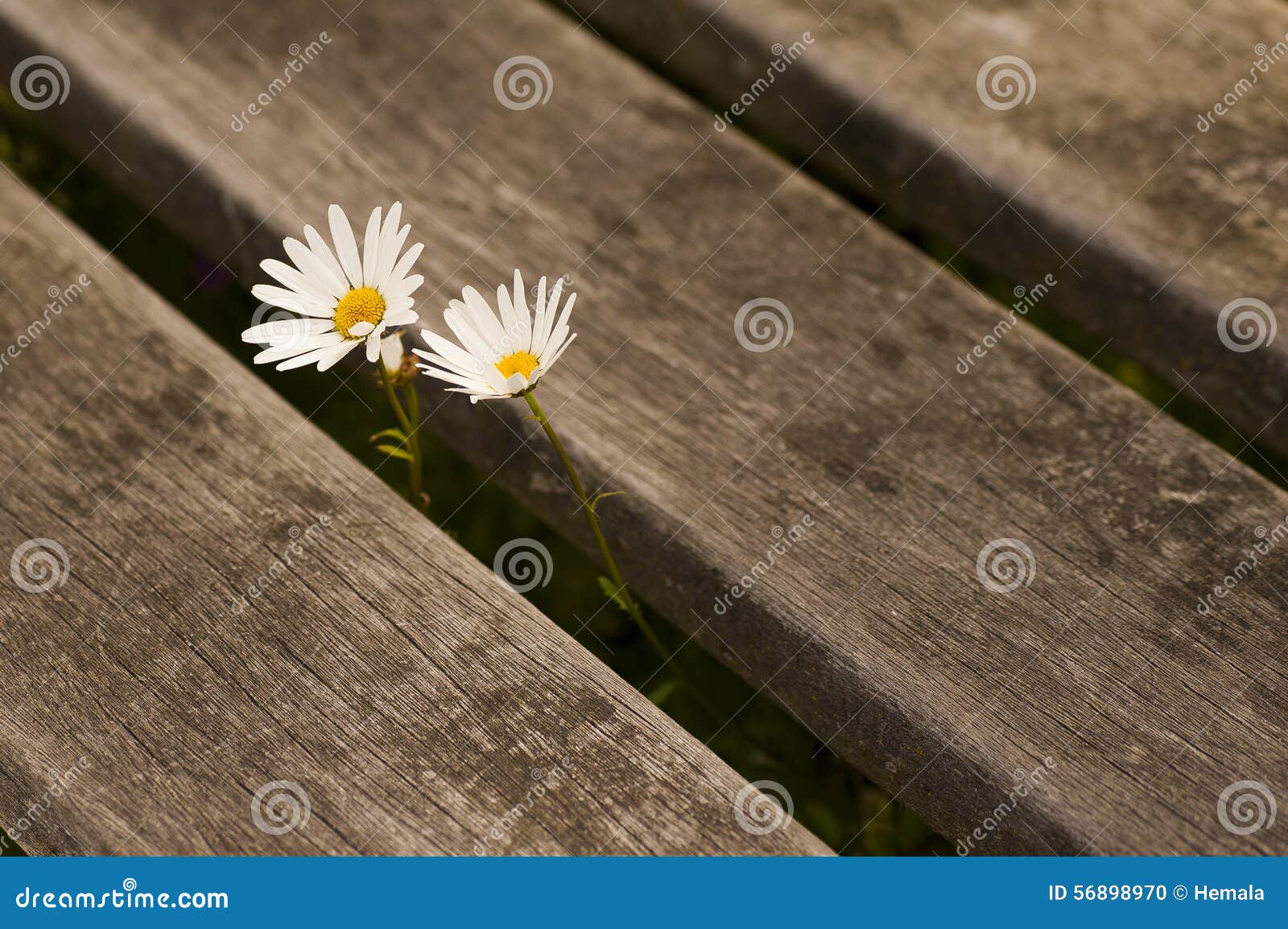 Two daisies stock photo. Image of bench, farm, landscape - 56898970