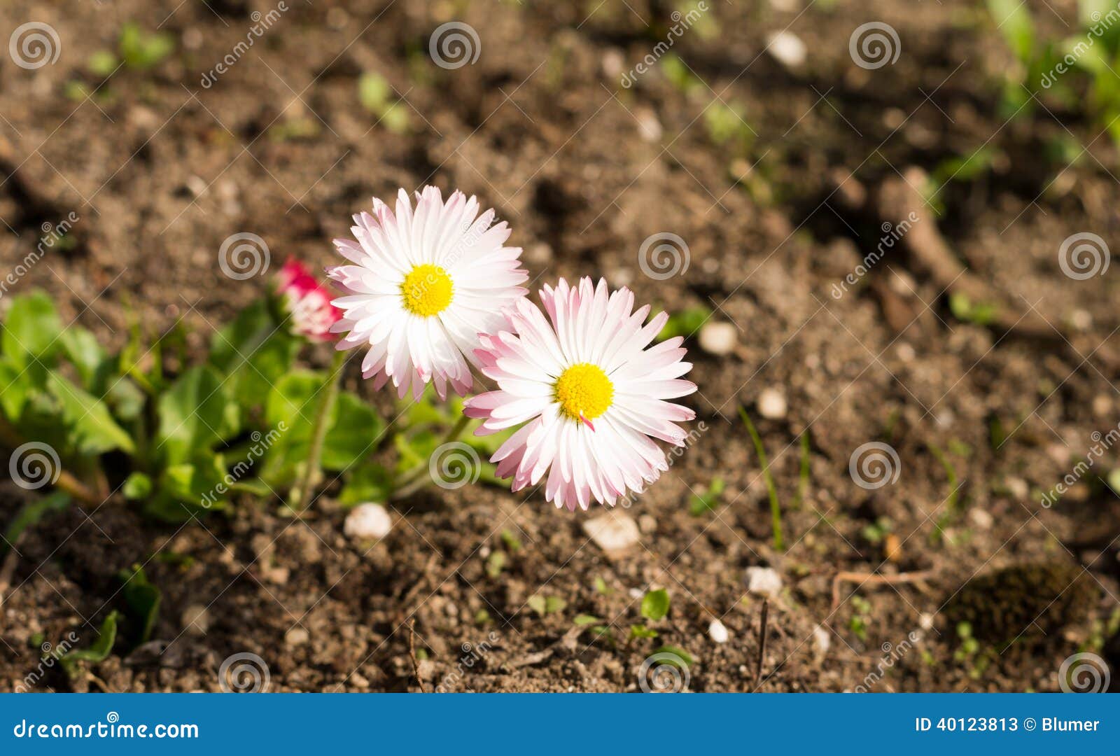 Two daisies stock image. Image of marguerite, beginning - 40123813