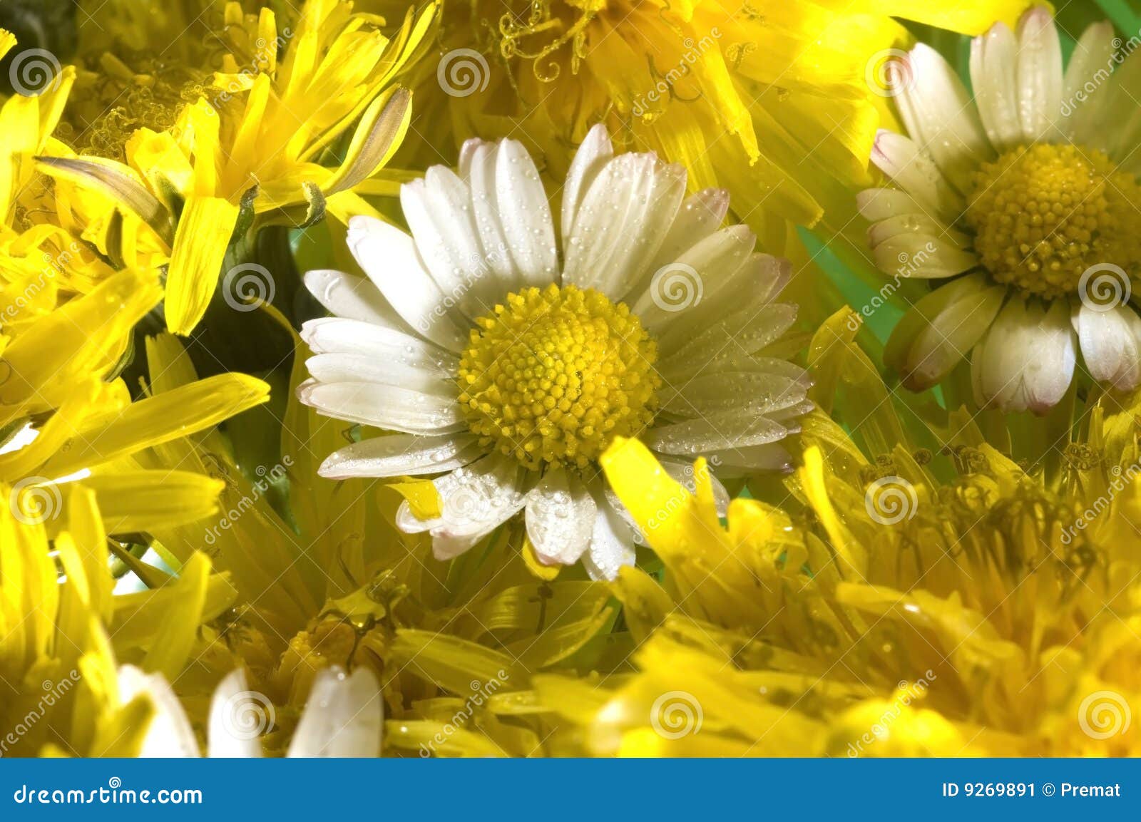 Two daisy flowers stock image. Image of nature, closeup - 9269891