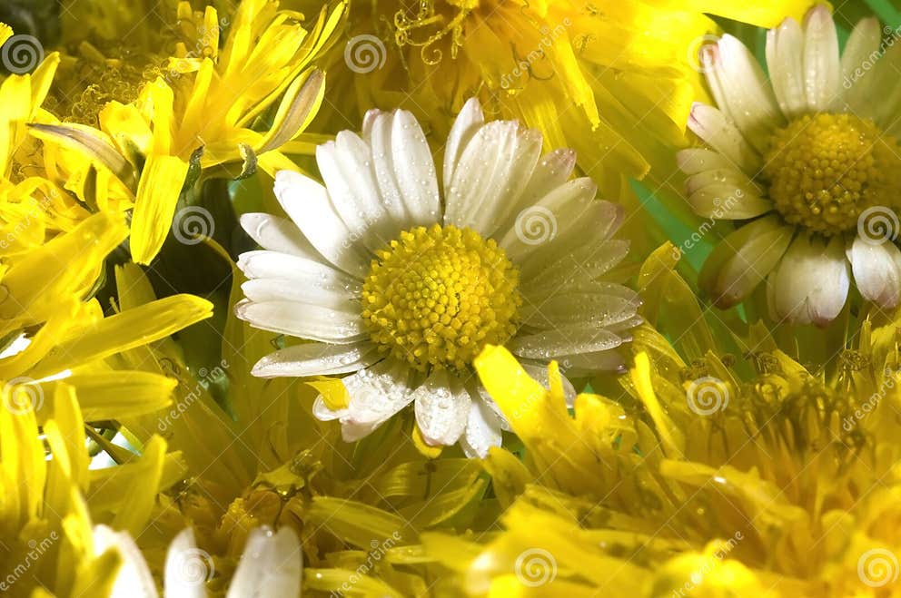 Two daisy flowers stock image. Image of nature, closeup - 9269891