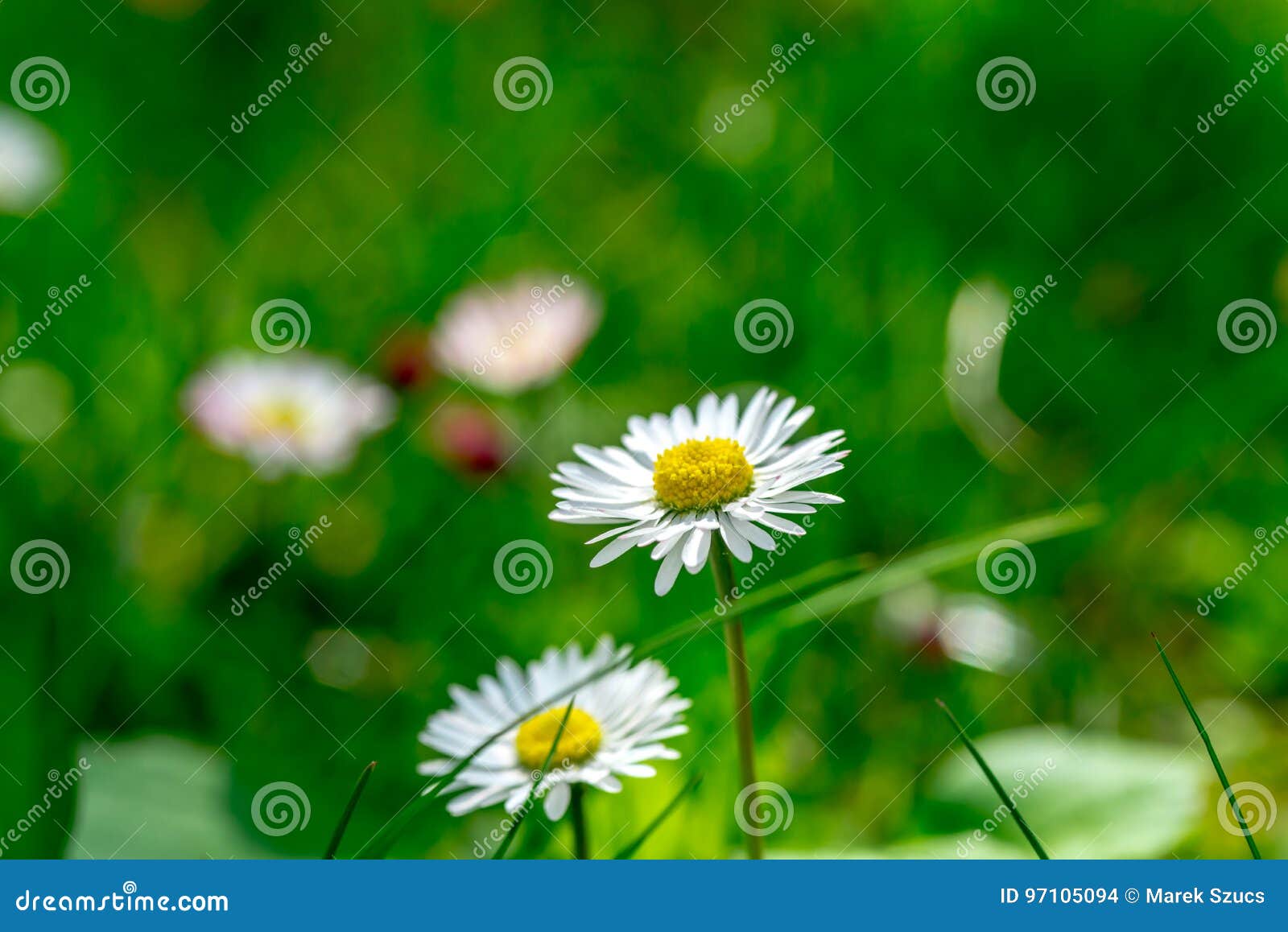 Two Daisy Flowers Isolated from Background Stock Photo - Image of ...
