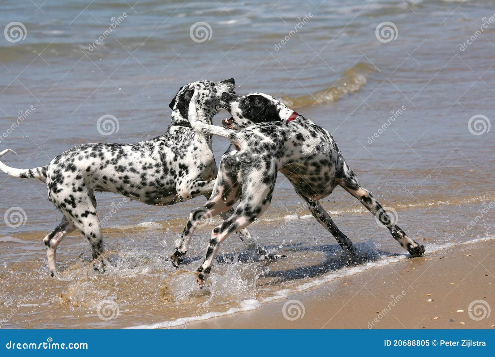 Two dalmatian dogs playing stock image. Image of dalmatian - 20688805