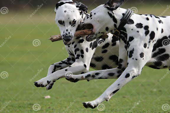 Two Dalmatians running stock photo. Image of grass, white - 38645262
