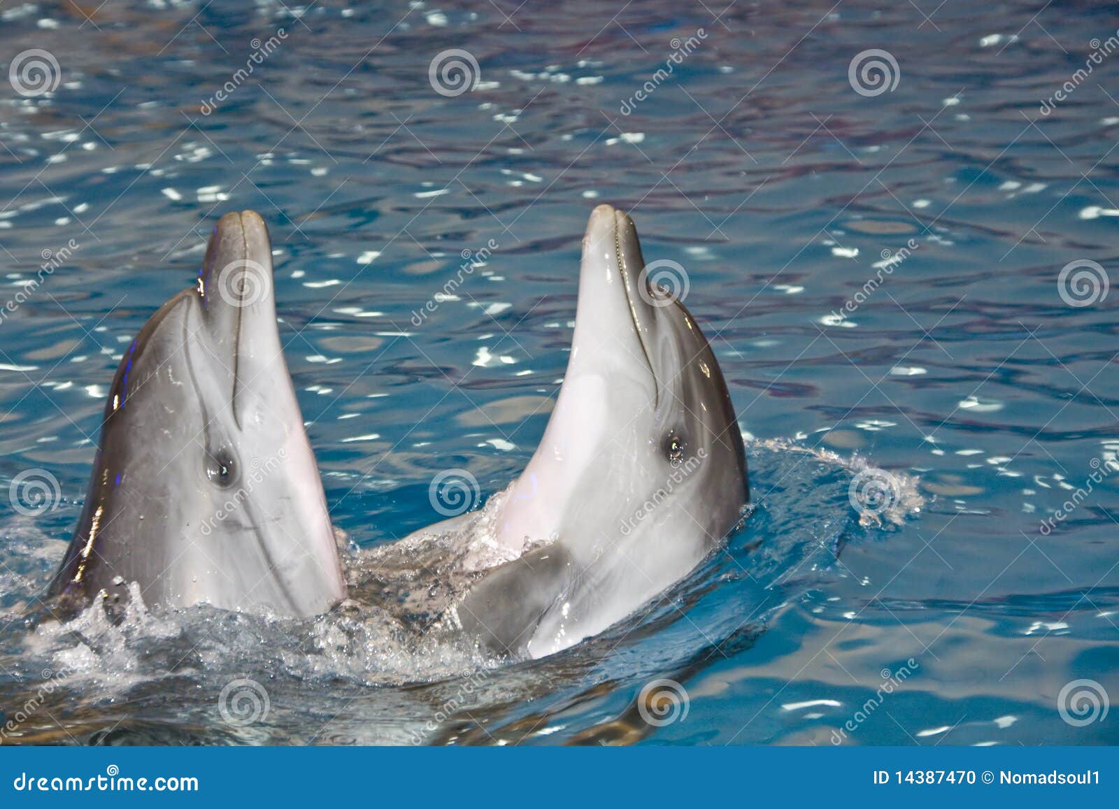 Two dancing dolphins stock photo. Image of nature, fish - 14387470